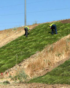 Caltrans Water Conservation Measures in Highway Landscaping ...